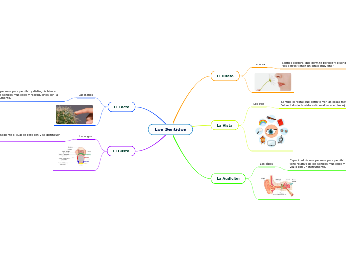 Los Sentidos - Mind Map